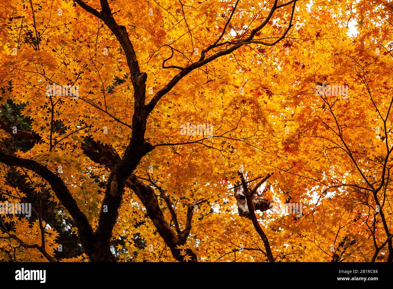 Kōyō (Koyo - Autumn Foliage) As autumn descends, it turns Japan’s ...