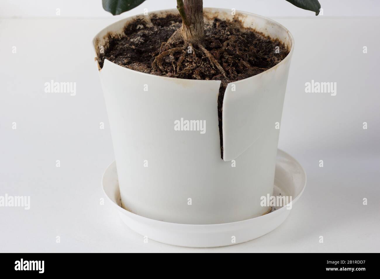 Cracked flower pot hi-res stock photography and images - Alamy