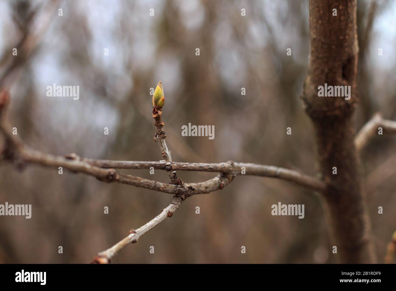 Tree leaf budding hi-res stock photography and images - Alamy