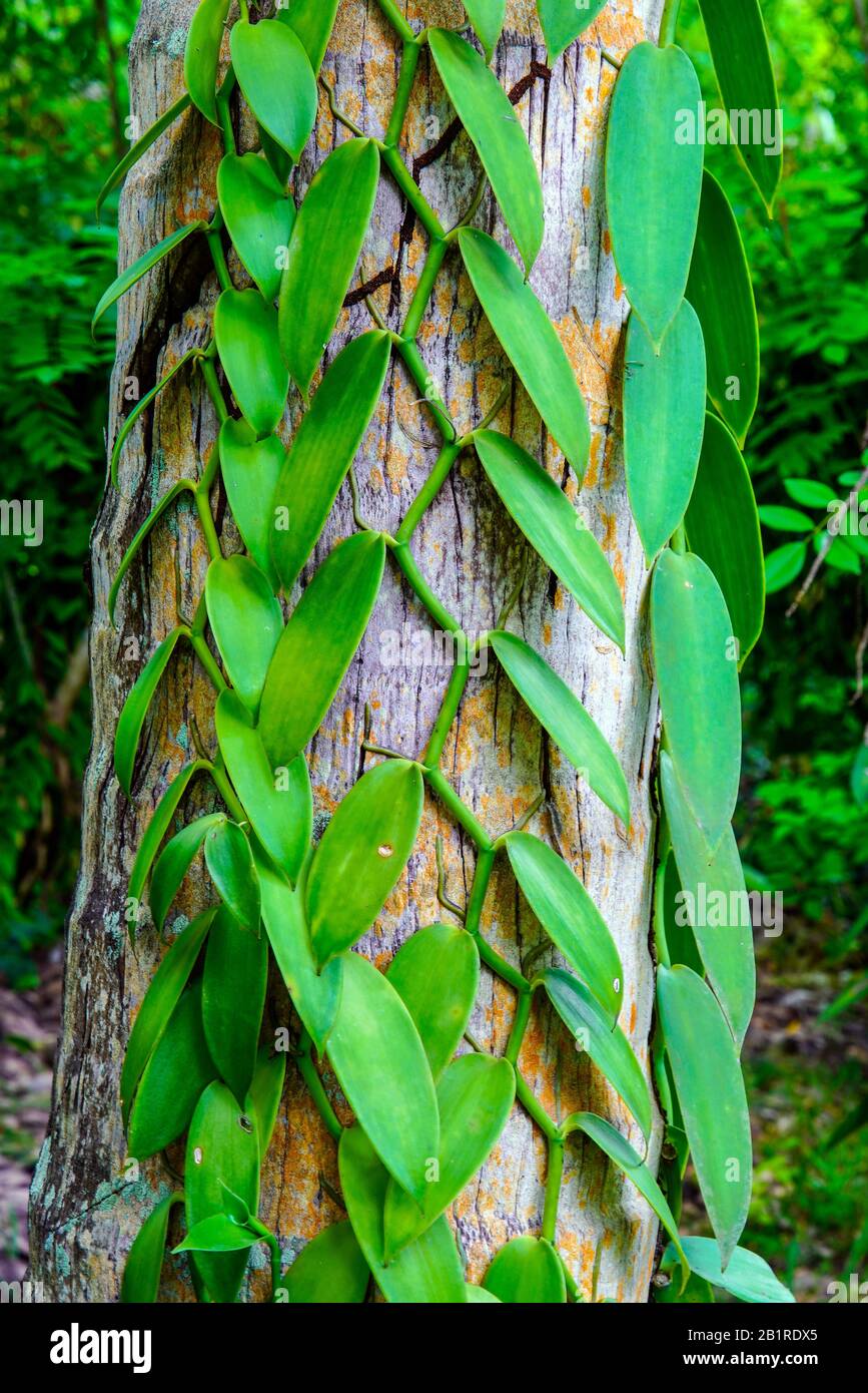 Vanilla pland hanging on the tree, La Digue Island, Seychelles Stock ...