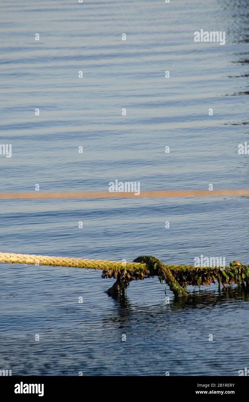 Old Mossy Rope in The Sea Stock Photo - Alamy