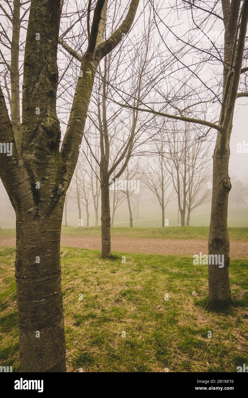 Fog landscape tree hi-res stock photography and images - Alamy