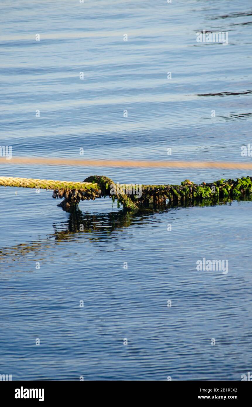 Old Mossy Rope in The Sea Stock Photo - Alamy