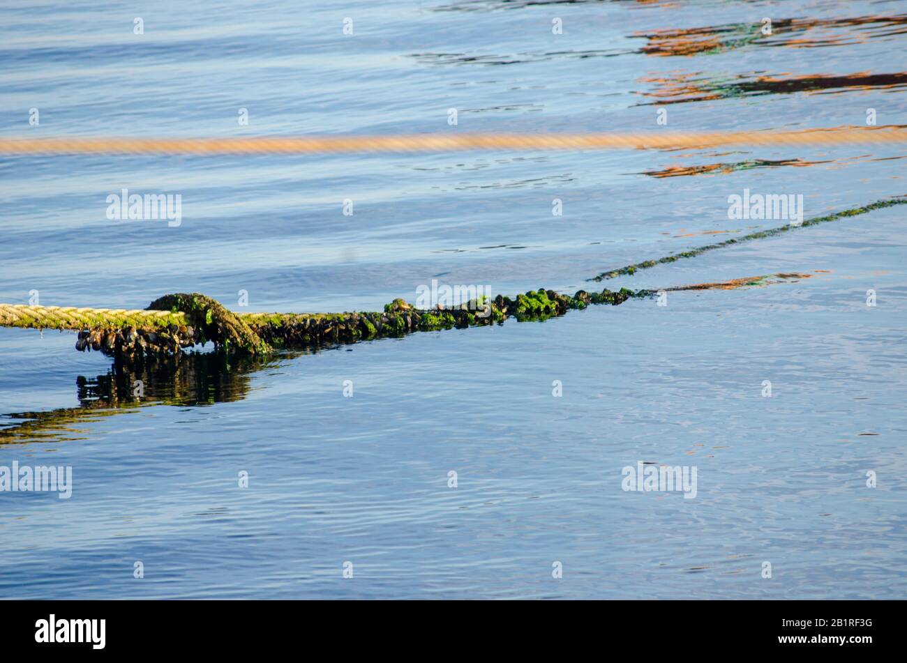 Old Mossy Rope in The Sea Stock Photo - Alamy