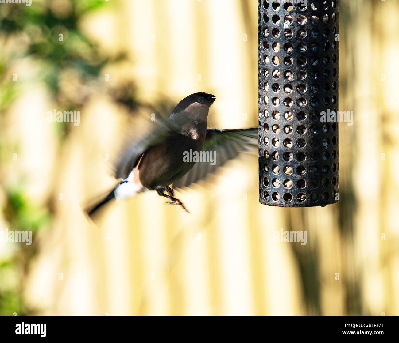 A Beautiful Female Bullfinch Flying Towards a Bird Feeder Filled With ...
