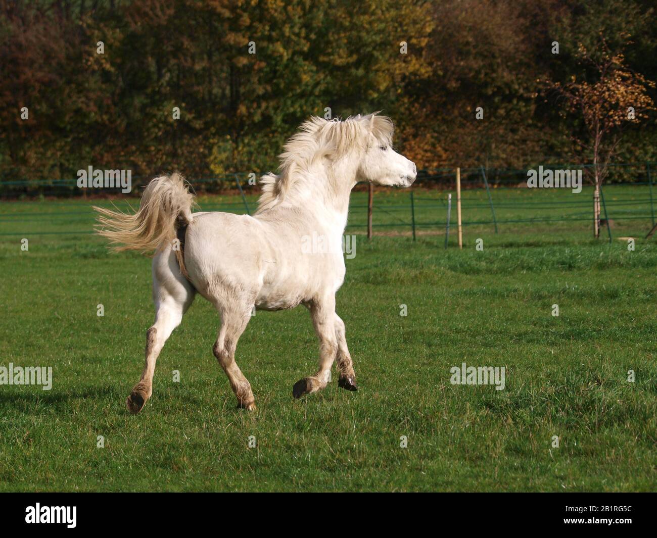 Stallion trotting in a paddock hi-res stock photography and images - Alamy