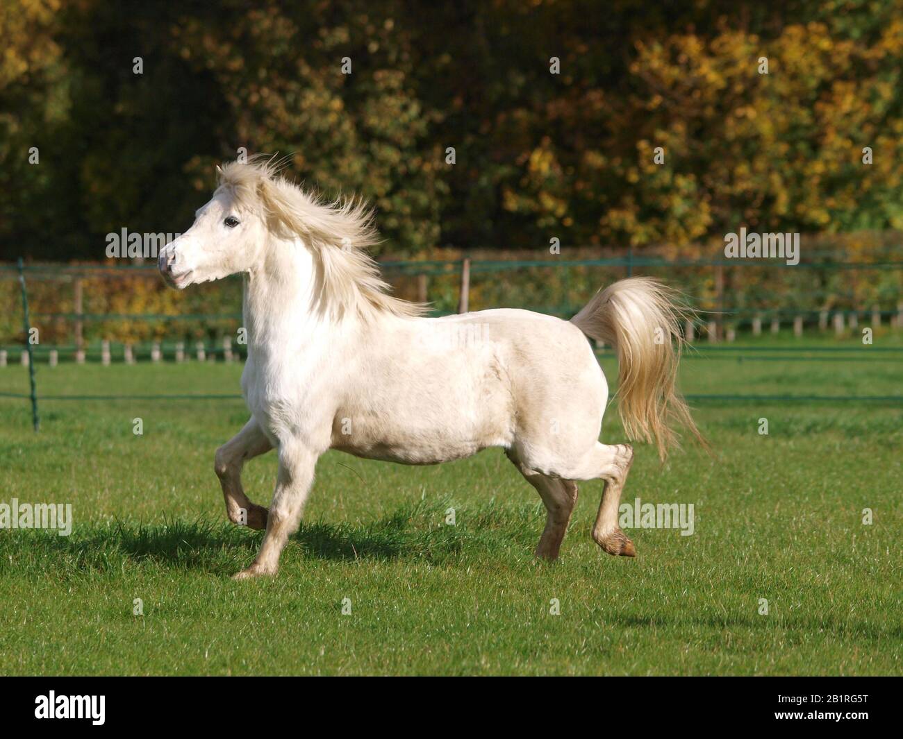 A grey Welsh Section A stallion plays in a paddock Stock Photo - Alamy