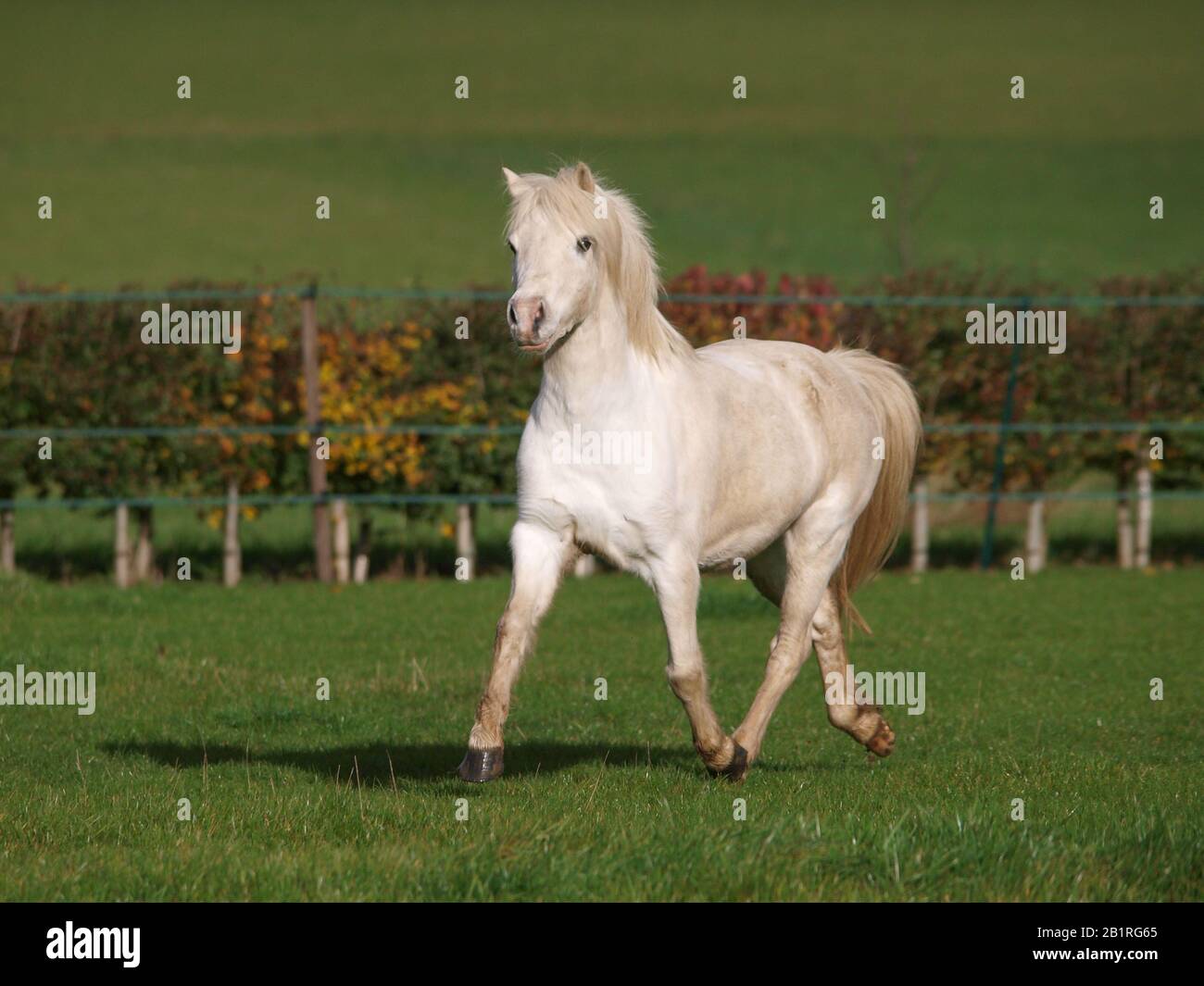 Stallion trotting in a paddock hi-res stock photography and images - Alamy