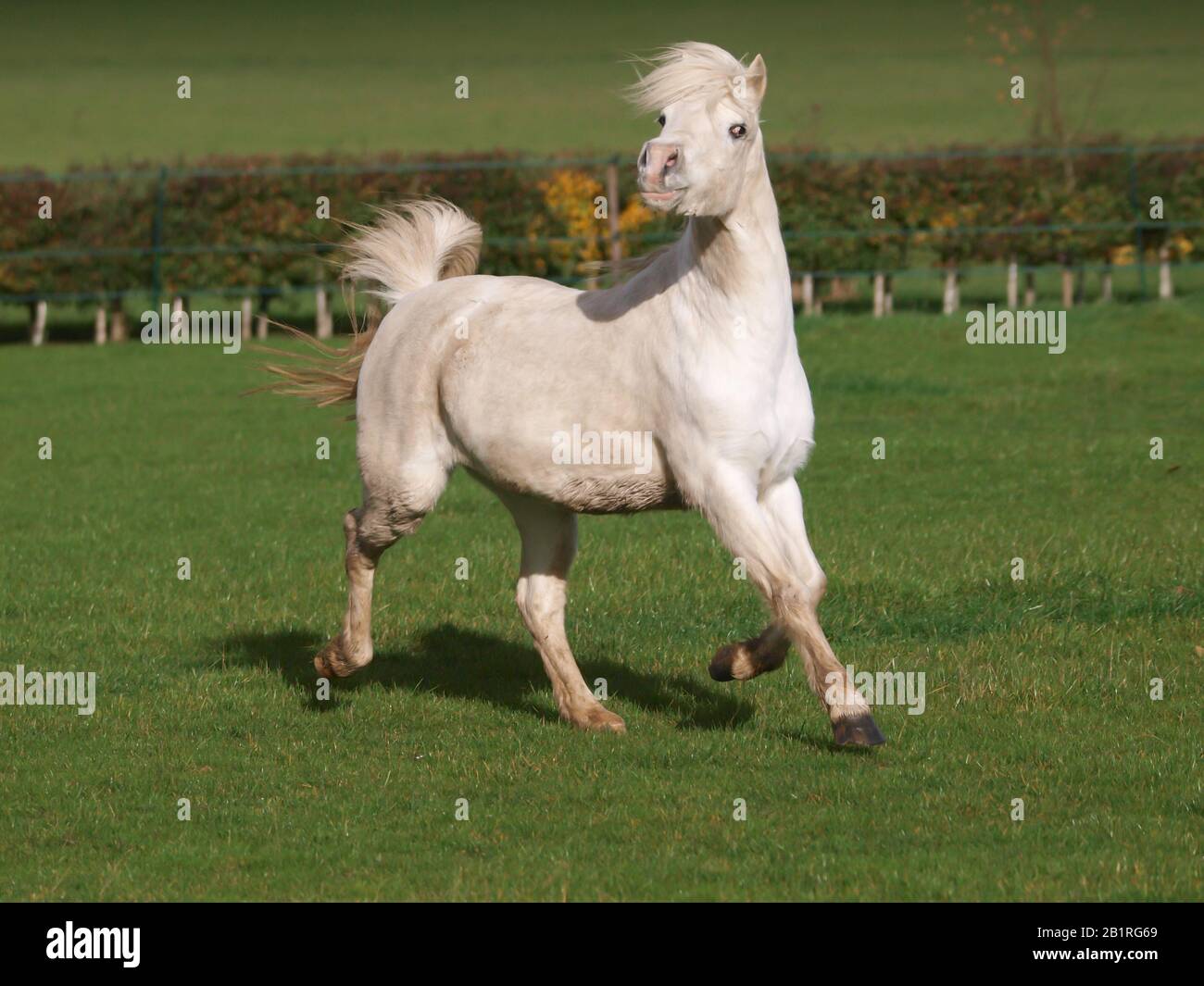 A grey Welsh Section A stallion plays in a paddock Stock Photo - Alamy