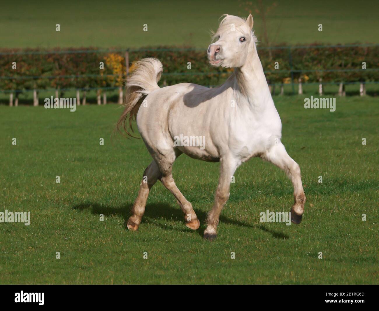A grey Welsh Section A stallion plays in a paddock Stock Photo - Alamy