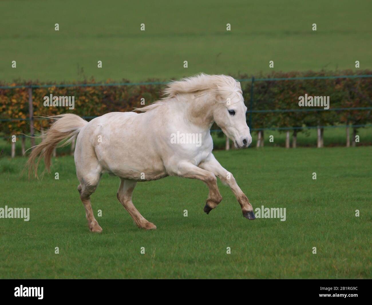 A grey Welsh Section A stallion plays in a paddock Stock Photo - Alamy
