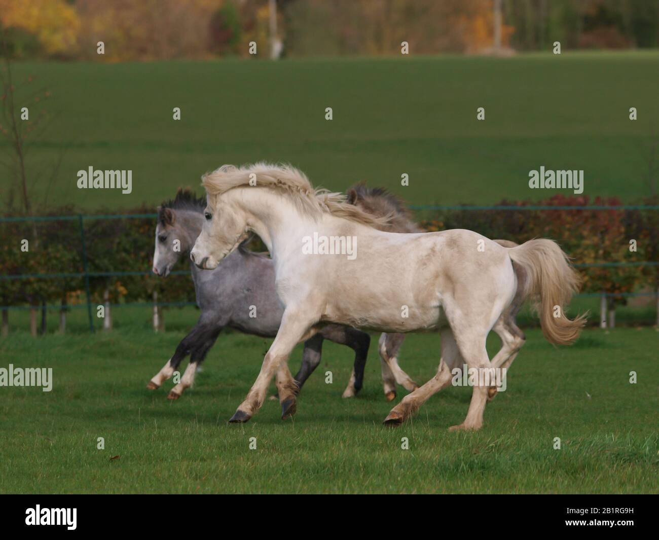 Two young welsh ponies interact together in a paddock Stock Photo - Alamy