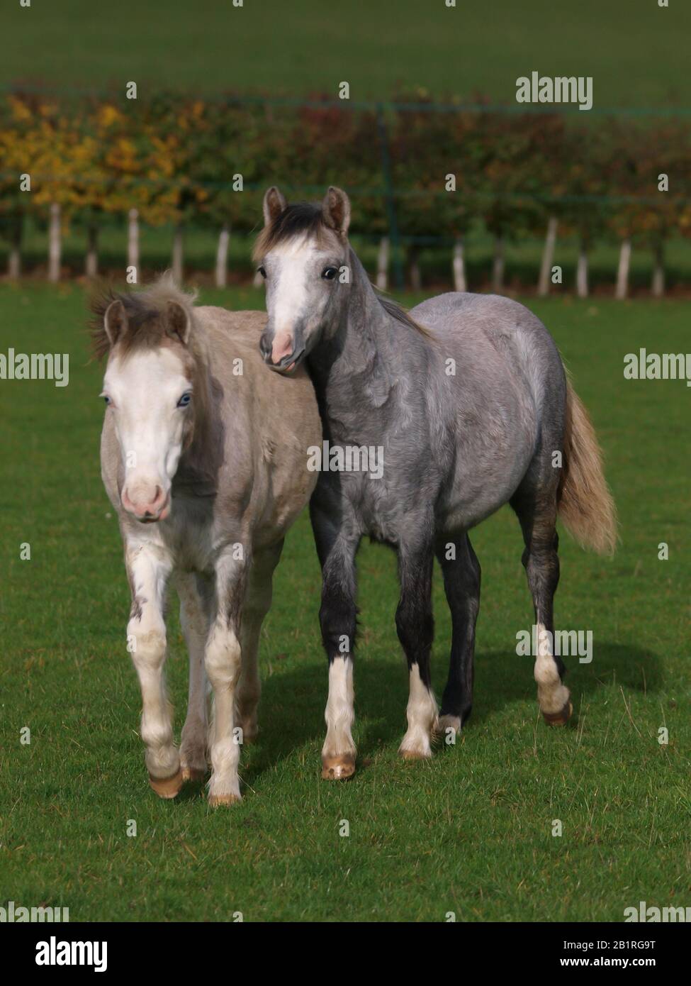 Welsh ponies section a hi-res stock photography and images - Alamy