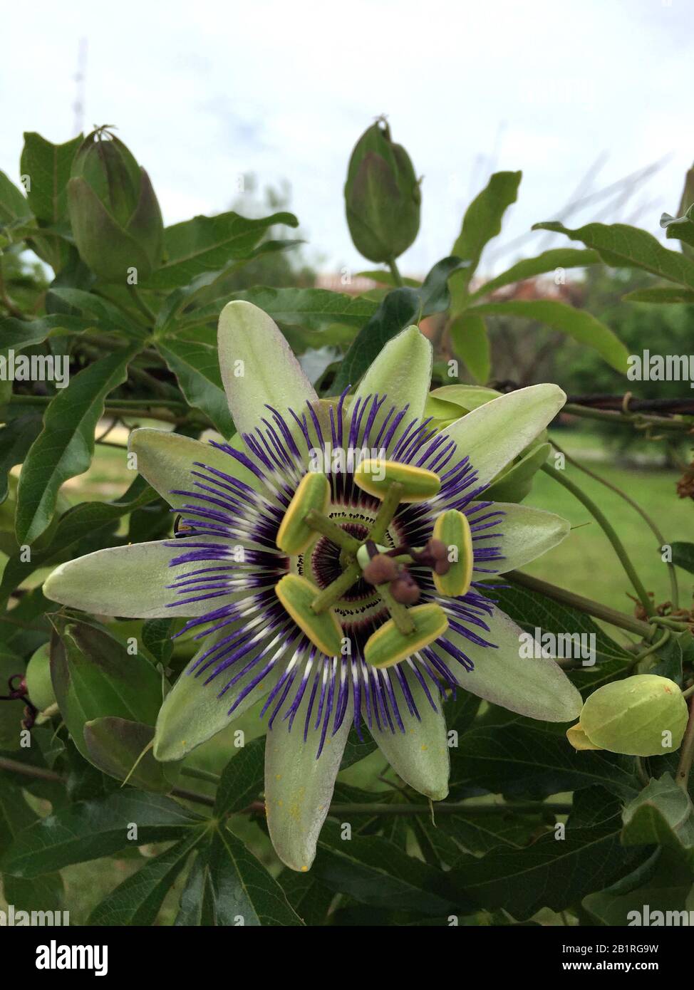 Mburucuya hi-res stock photography and images - Alamy