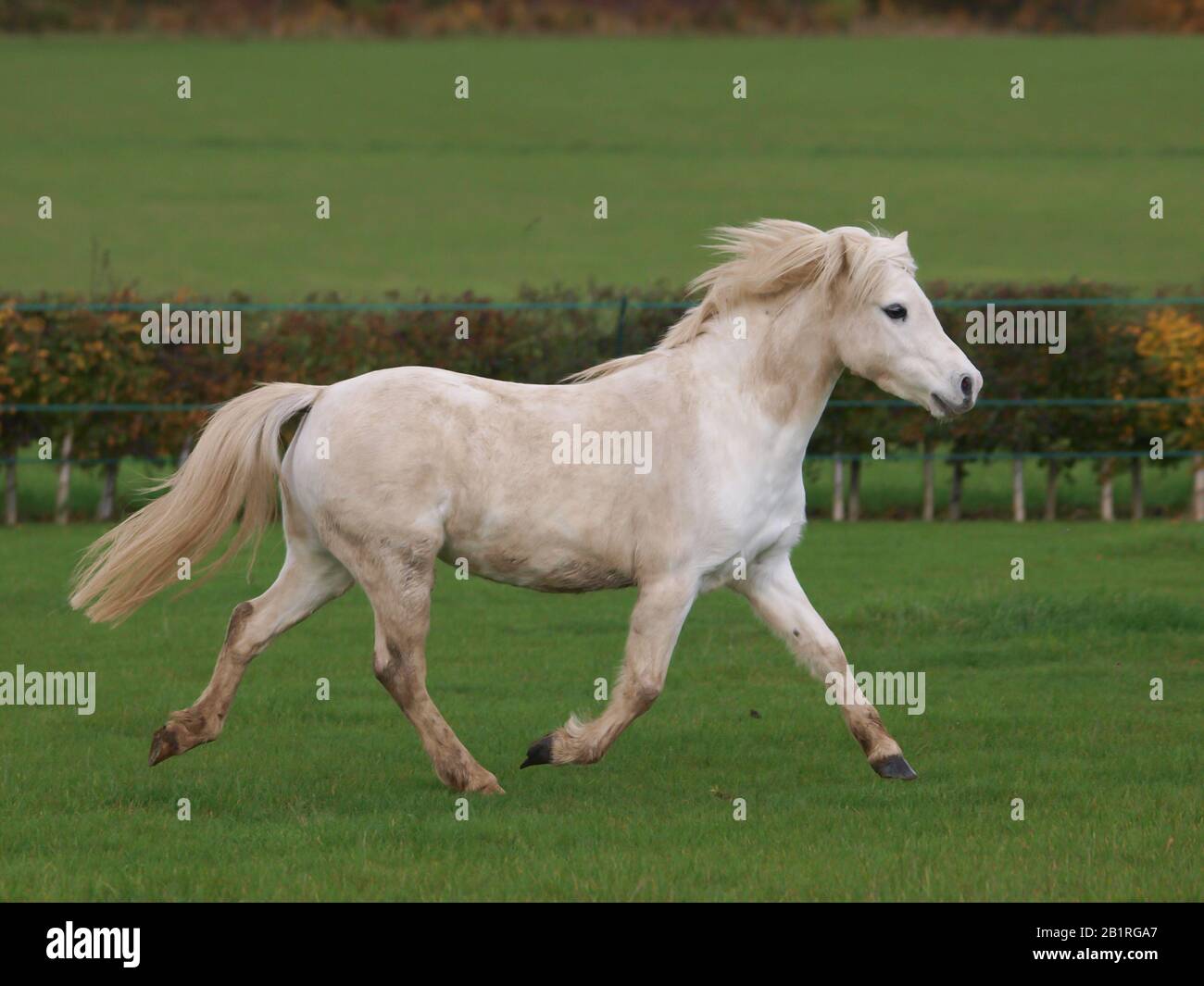 A grey Welsh Section A stallion plays in a paddock Stock Photo - Alamy