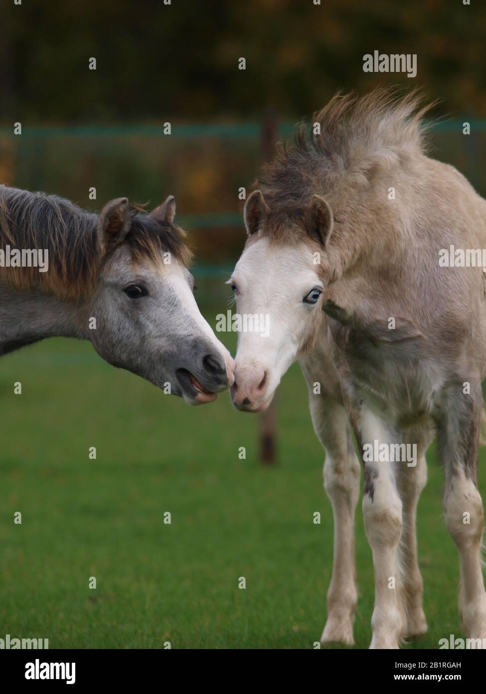 Welsh ponies section a hi-res stock photography and images - Alamy