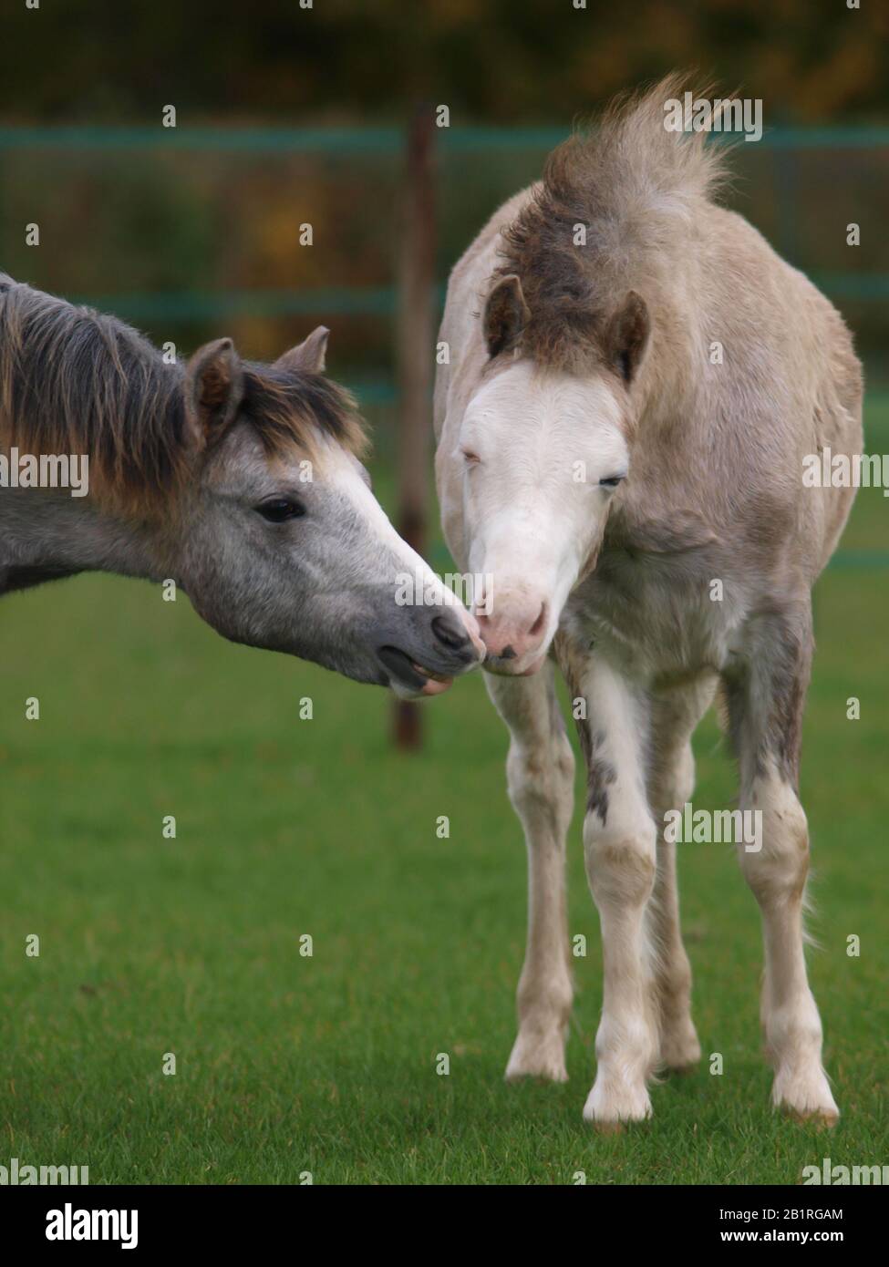 Two young welsh ponies interact together in a paddock Stock Photo - Alamy