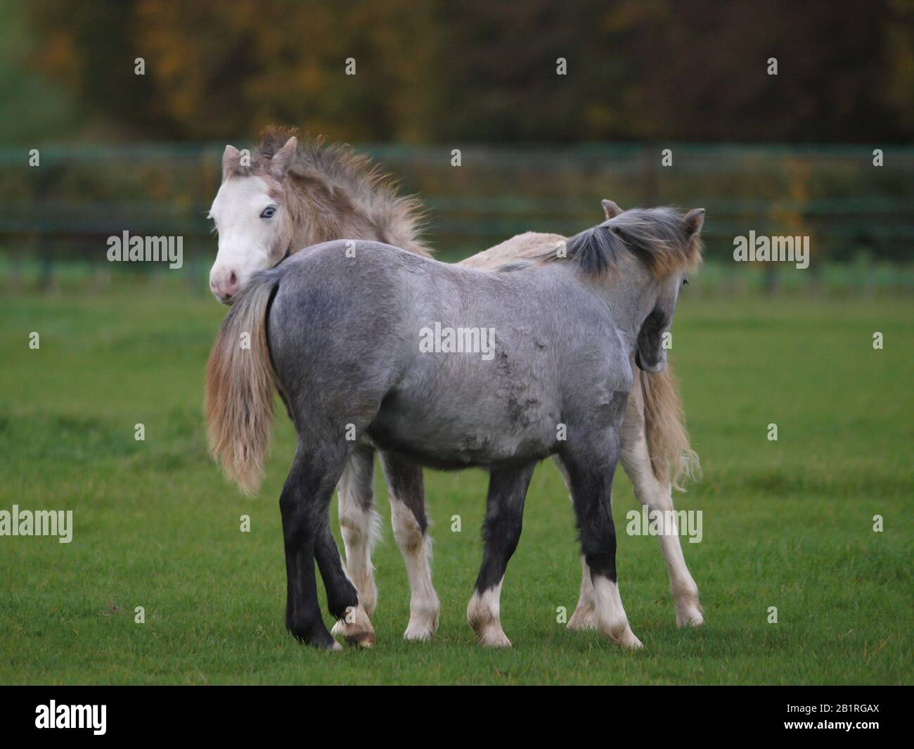 Two young welsh ponies interact together in a paddock Stock Photo - Alamy