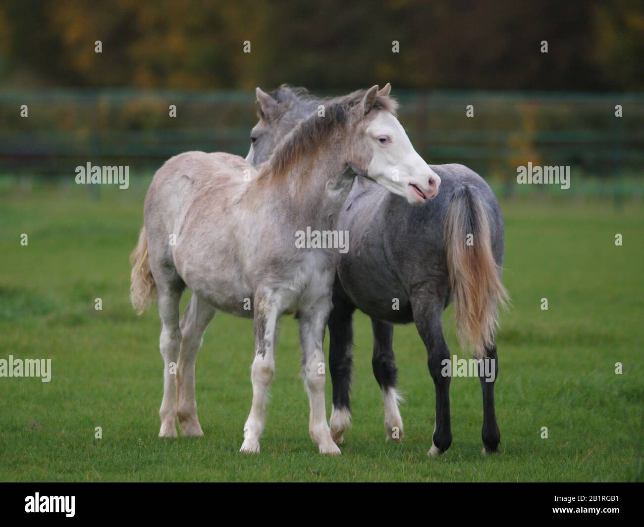 Two young welsh ponies interact together in a paddock Stock Photo - Alamy