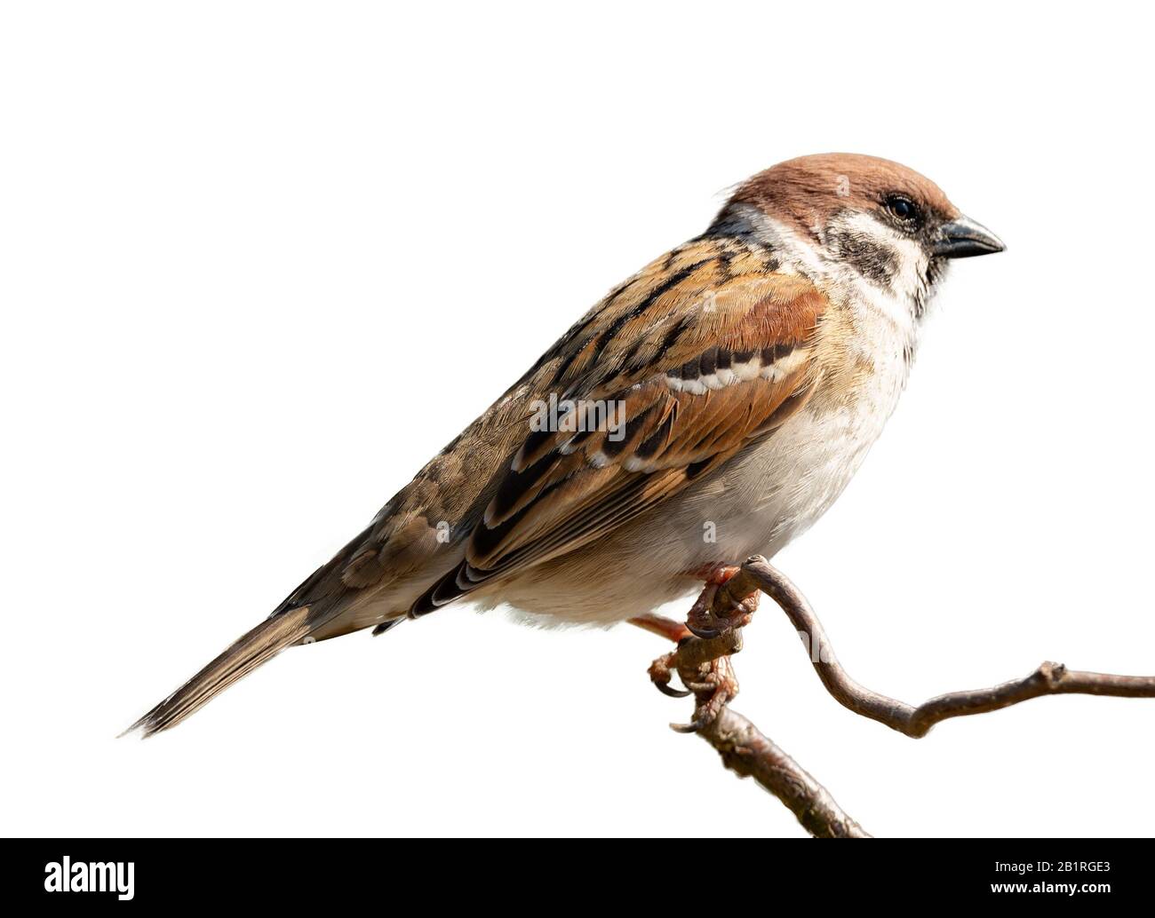 Bird house sparrow on branch Cut Out Stock Images & Pictures - Alamy