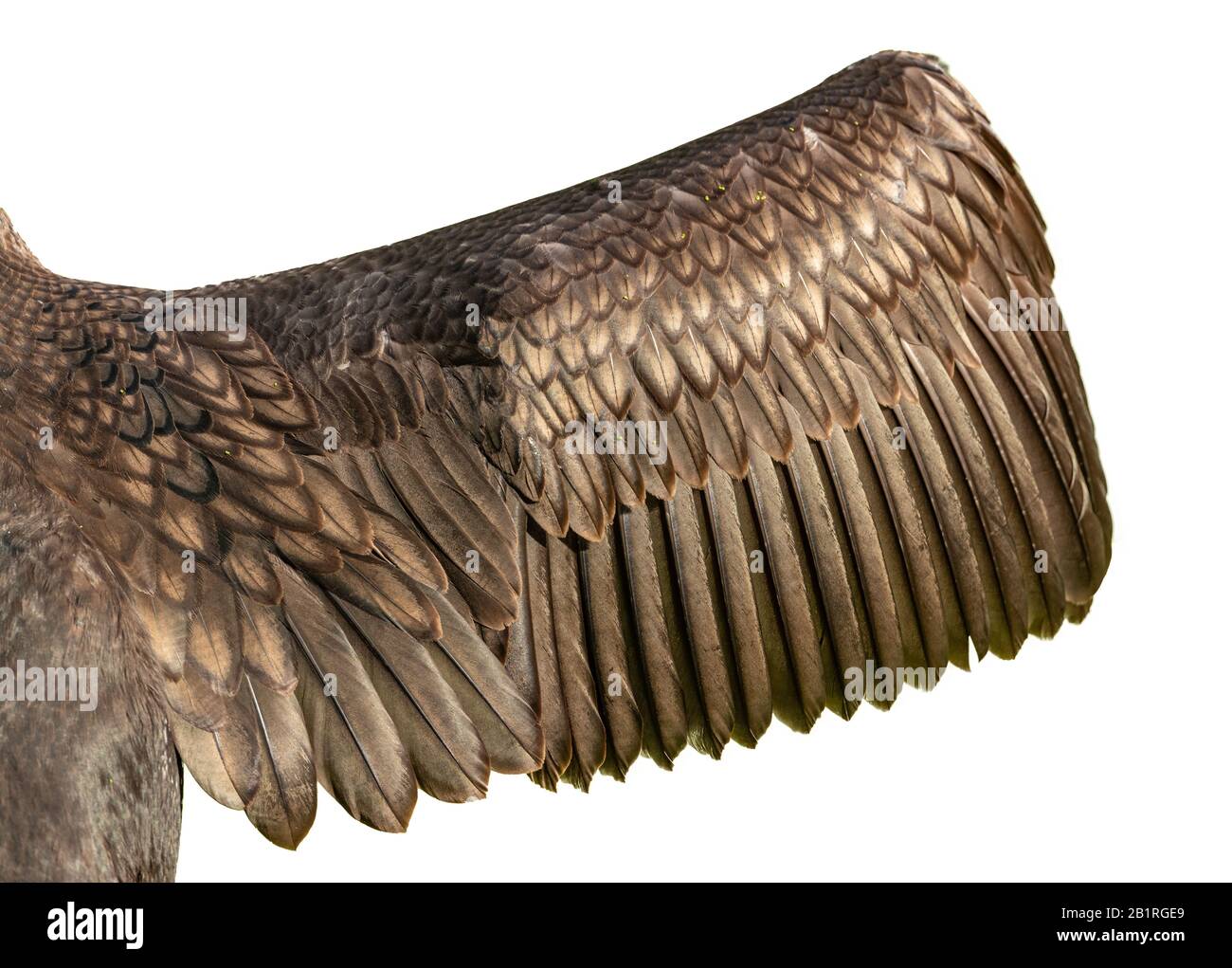 opened wing of cormorant bird isolated on white Stock Photo - Alamy