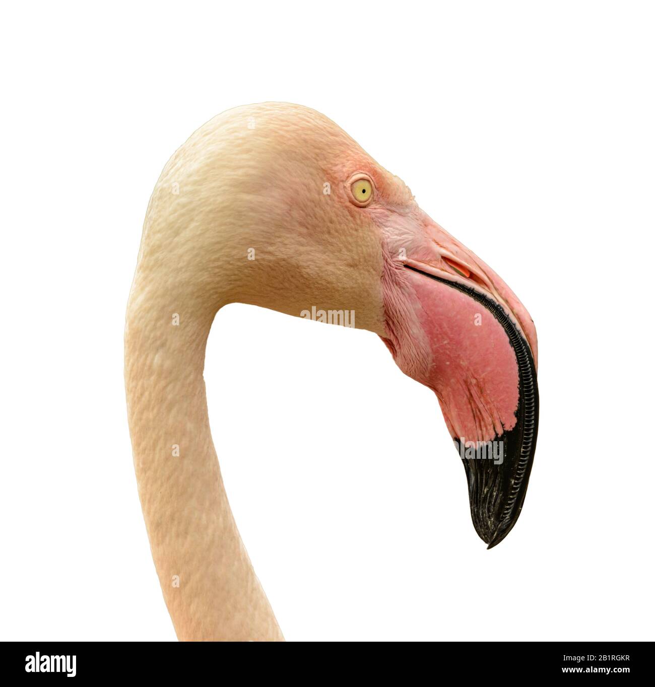 portrait of pink flamingo side white background isolated Stock Photo ...
