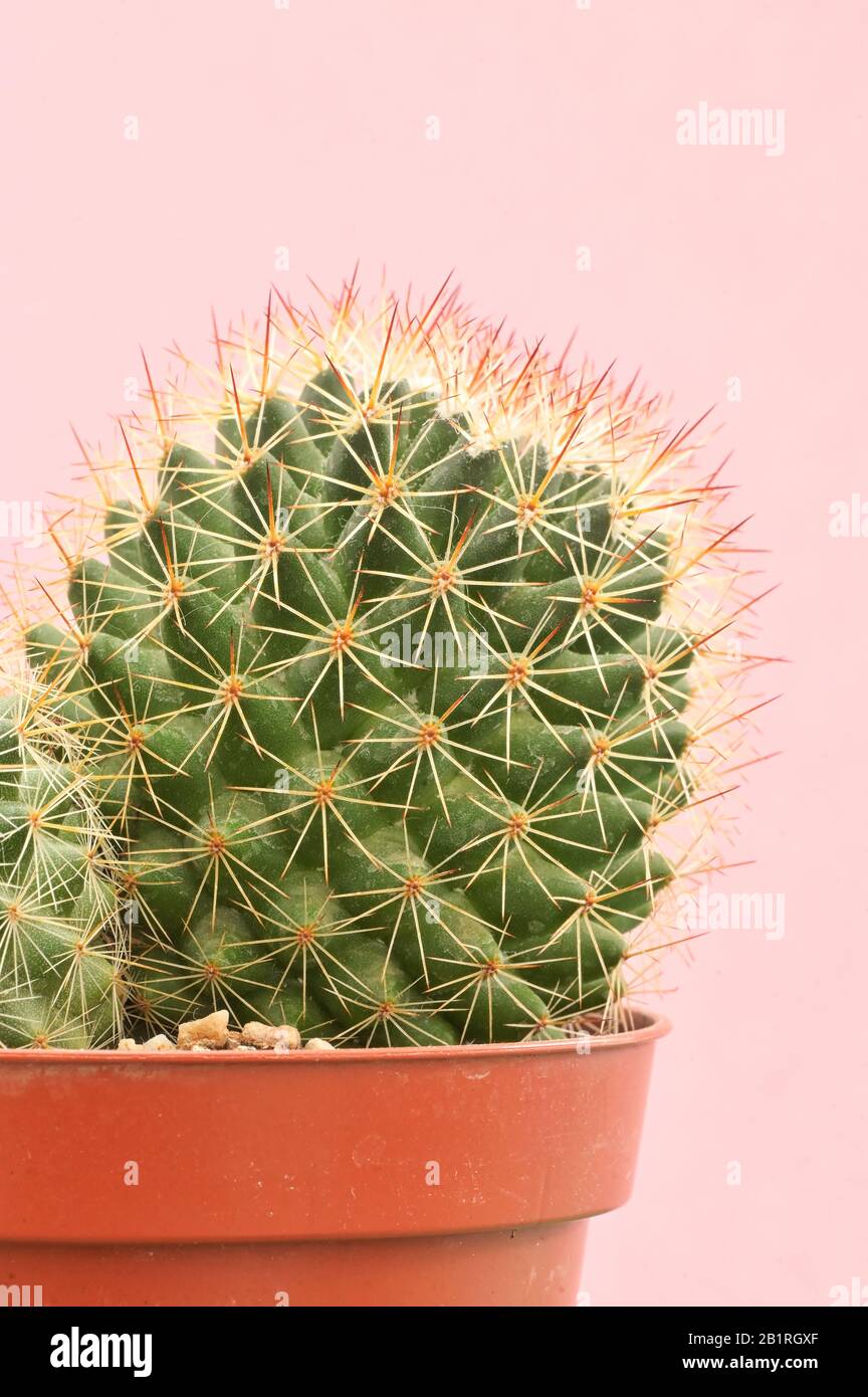 Single cactus plants on pink paper background Stock Photo - Alamy