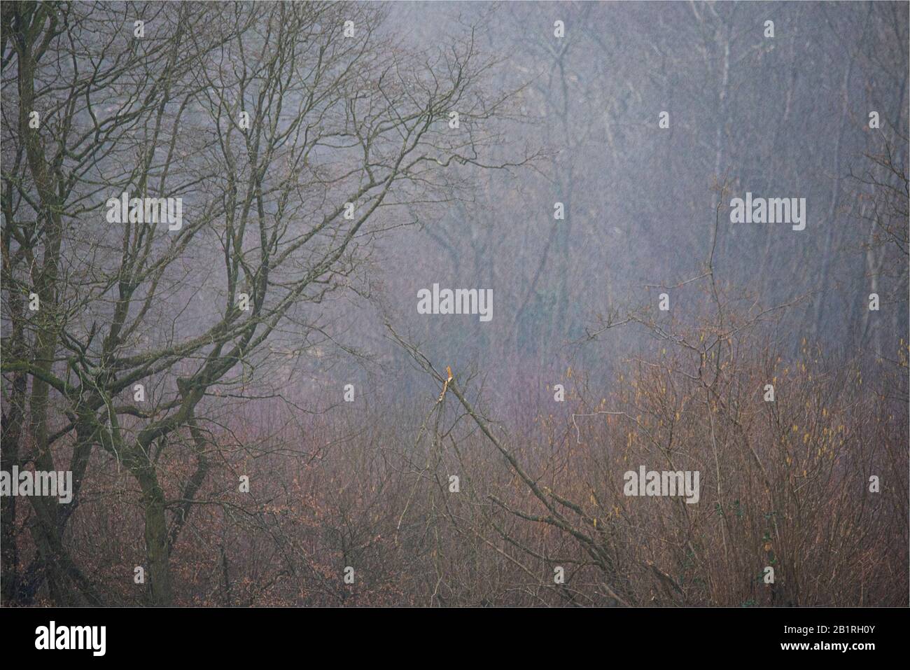 Winter trees hiding in the rain Stock Photo - Alamy