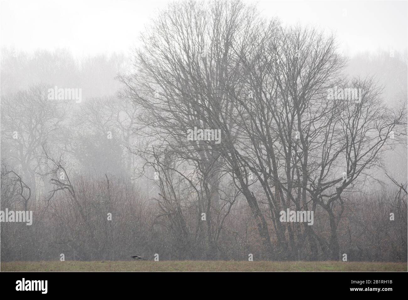 Rain with trees hi-res stock photography and images - Alamy