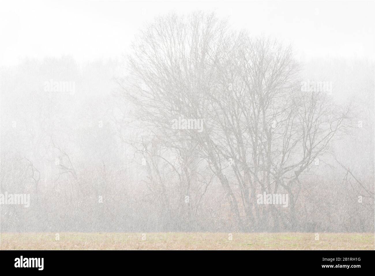 Trees hiding in the rain Stock Photo - Alamy