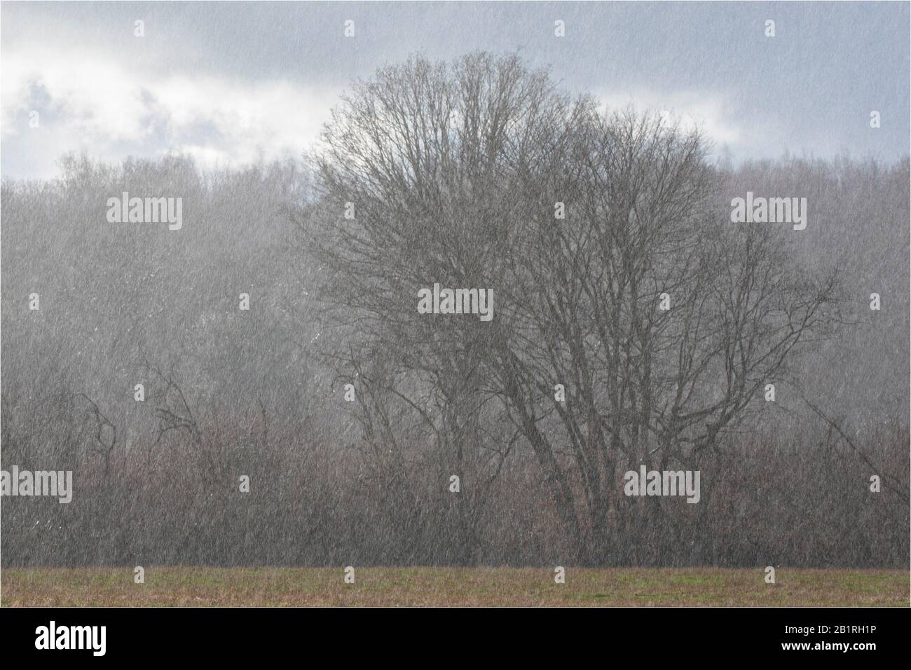 Trees hiding in the rain Stock Photo - Alamy