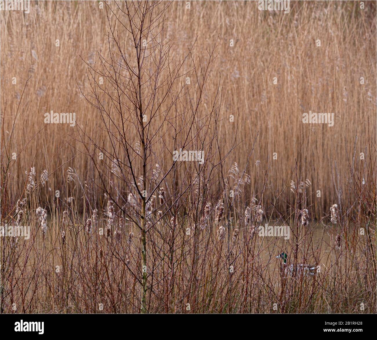 Pond reeds hi-res stock photography and images - Alamy