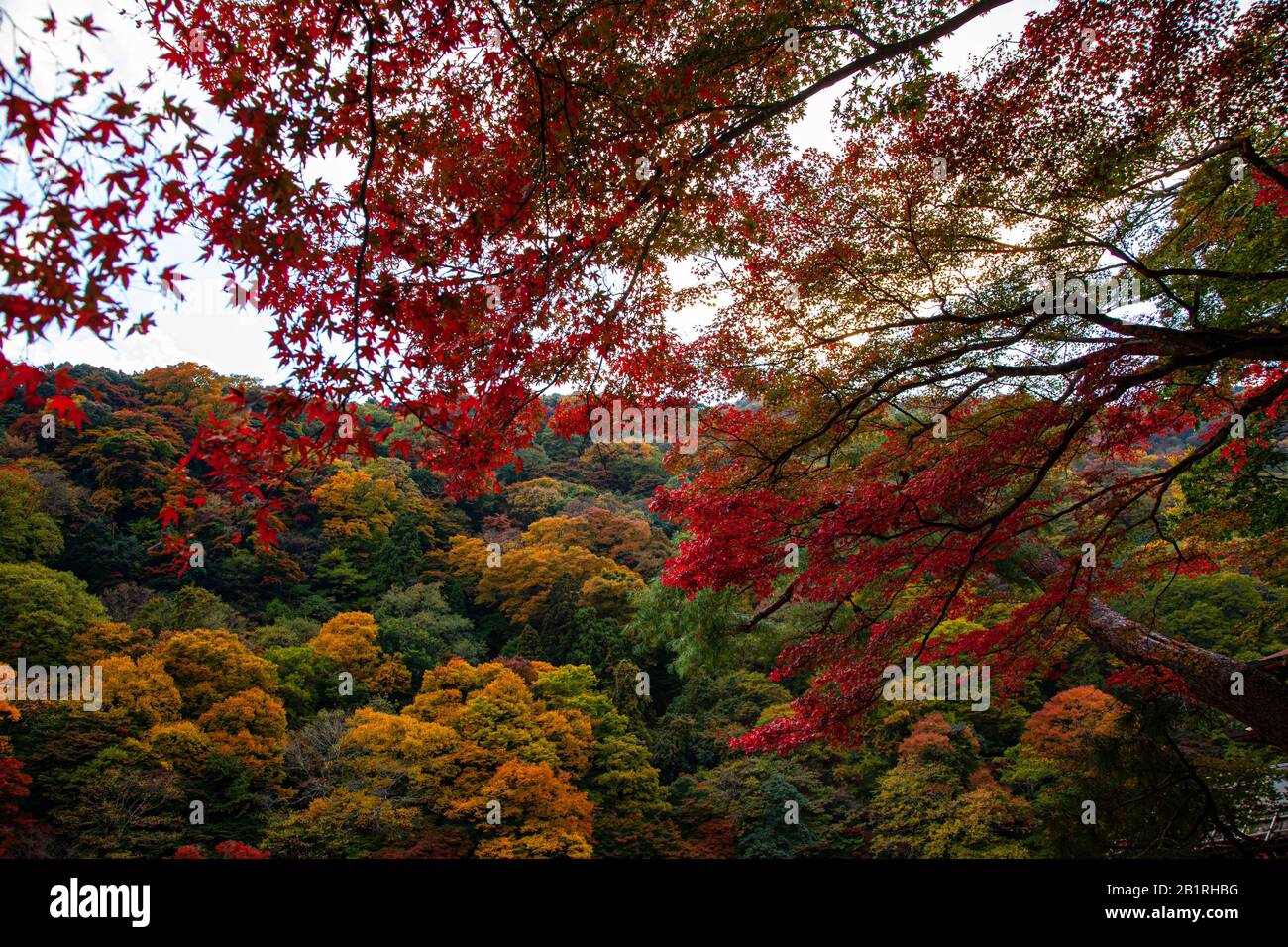 Kōyō (Koyo - Autumn Foliage) As autumn descends, it turns Japan’s ...