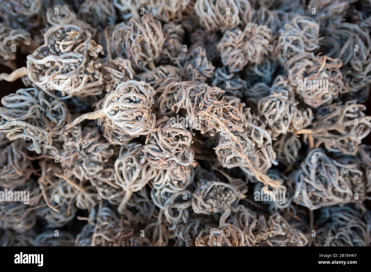 Maryam booti hi-res stock photography and images - Alamy