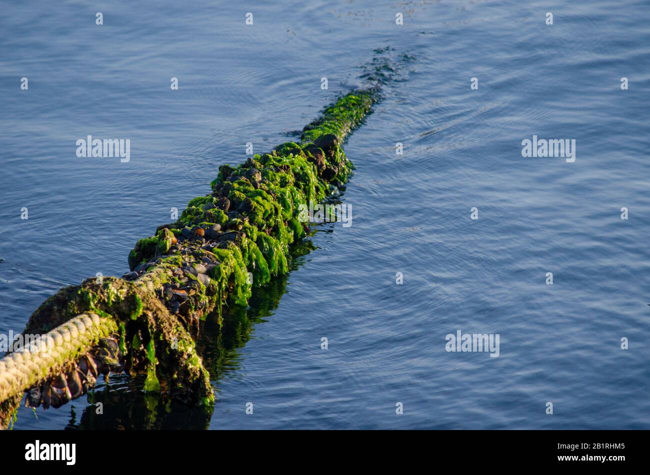 Old Mossy Rope in The Sea Stock Photo - Alamy