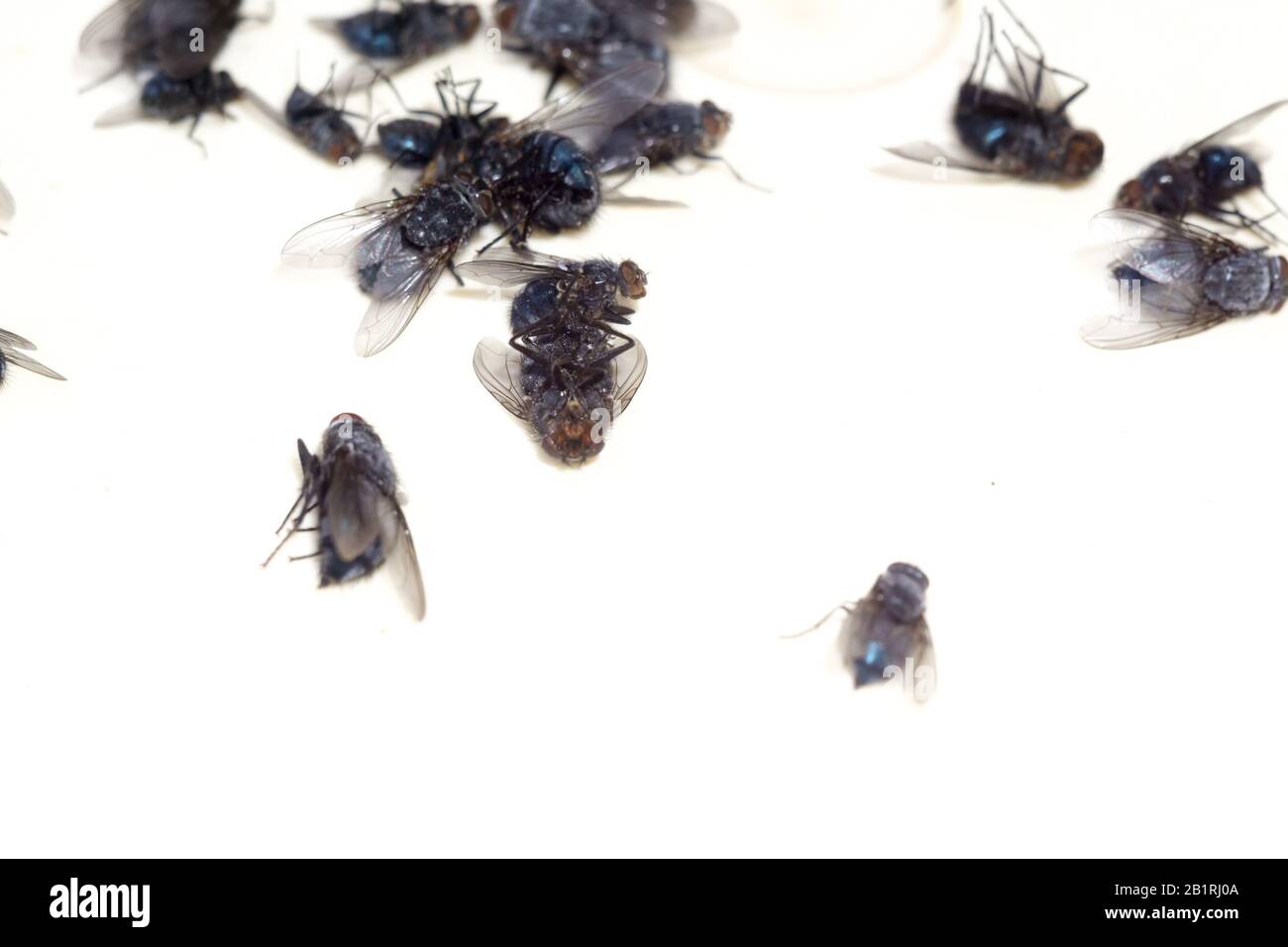 Group of dead, frozen flies close up background Stock Photo - Alamy
