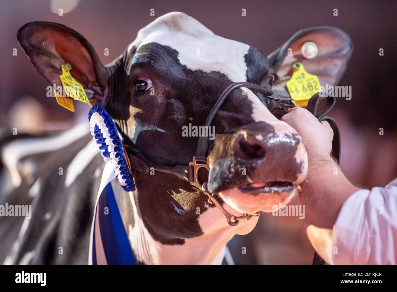Best photo of cows hi-res stock photography and images - Alamy