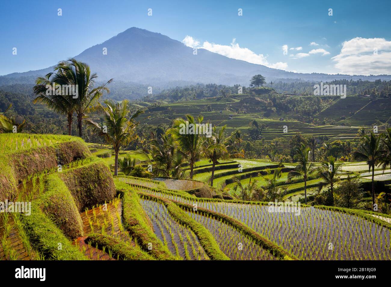 bali indonesia scenic rice terraces paddies Stock Photo - Alamy