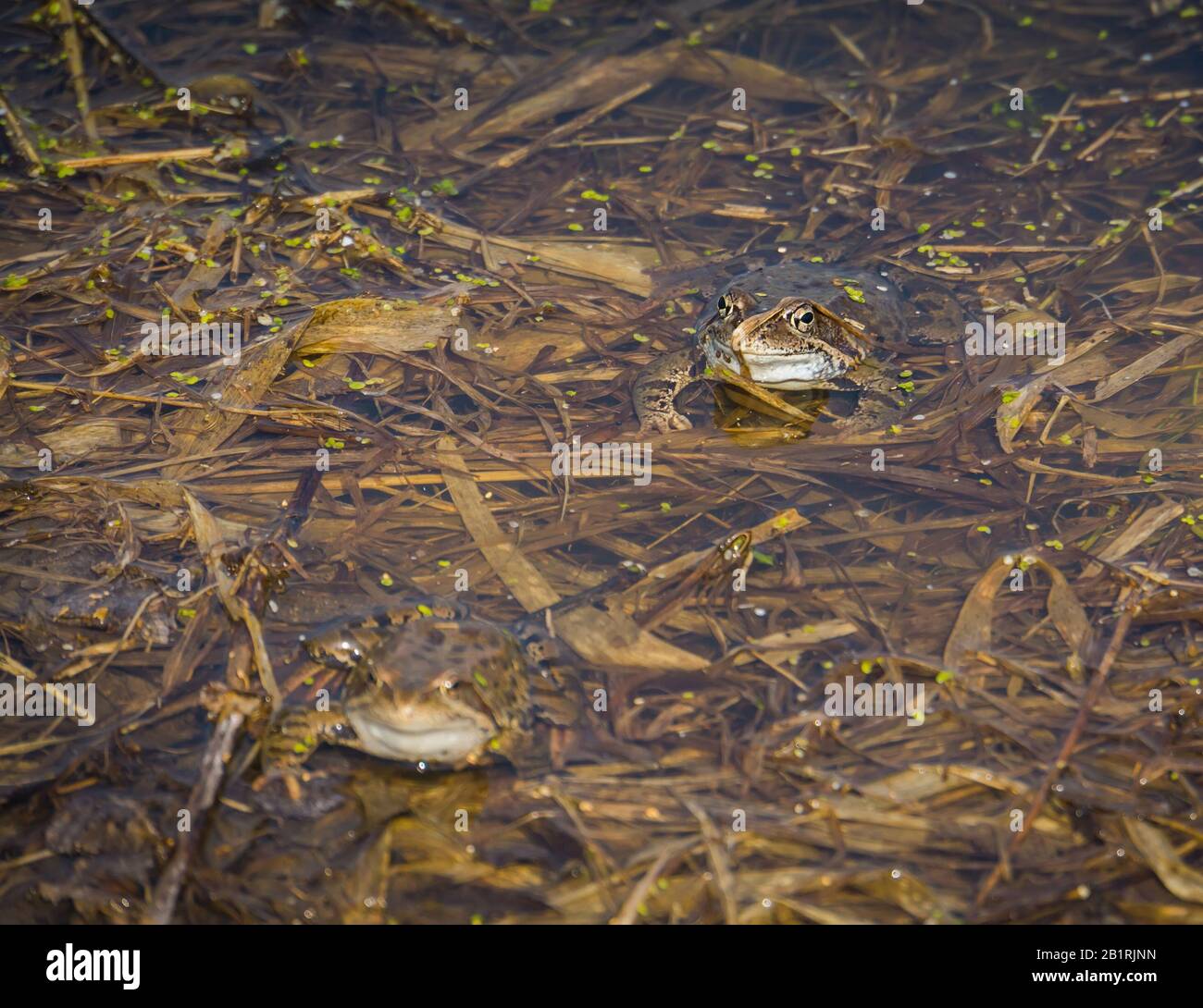Two marsh frogs hi-res stock photography and images - Alamy