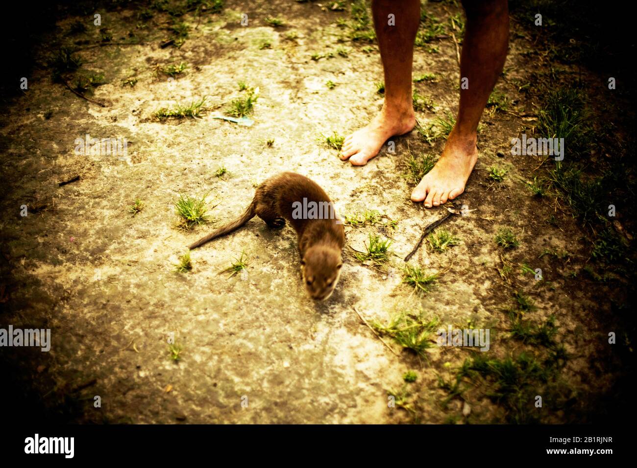 Monkey Feet High Resolution Stock Photography and Images - Alamy