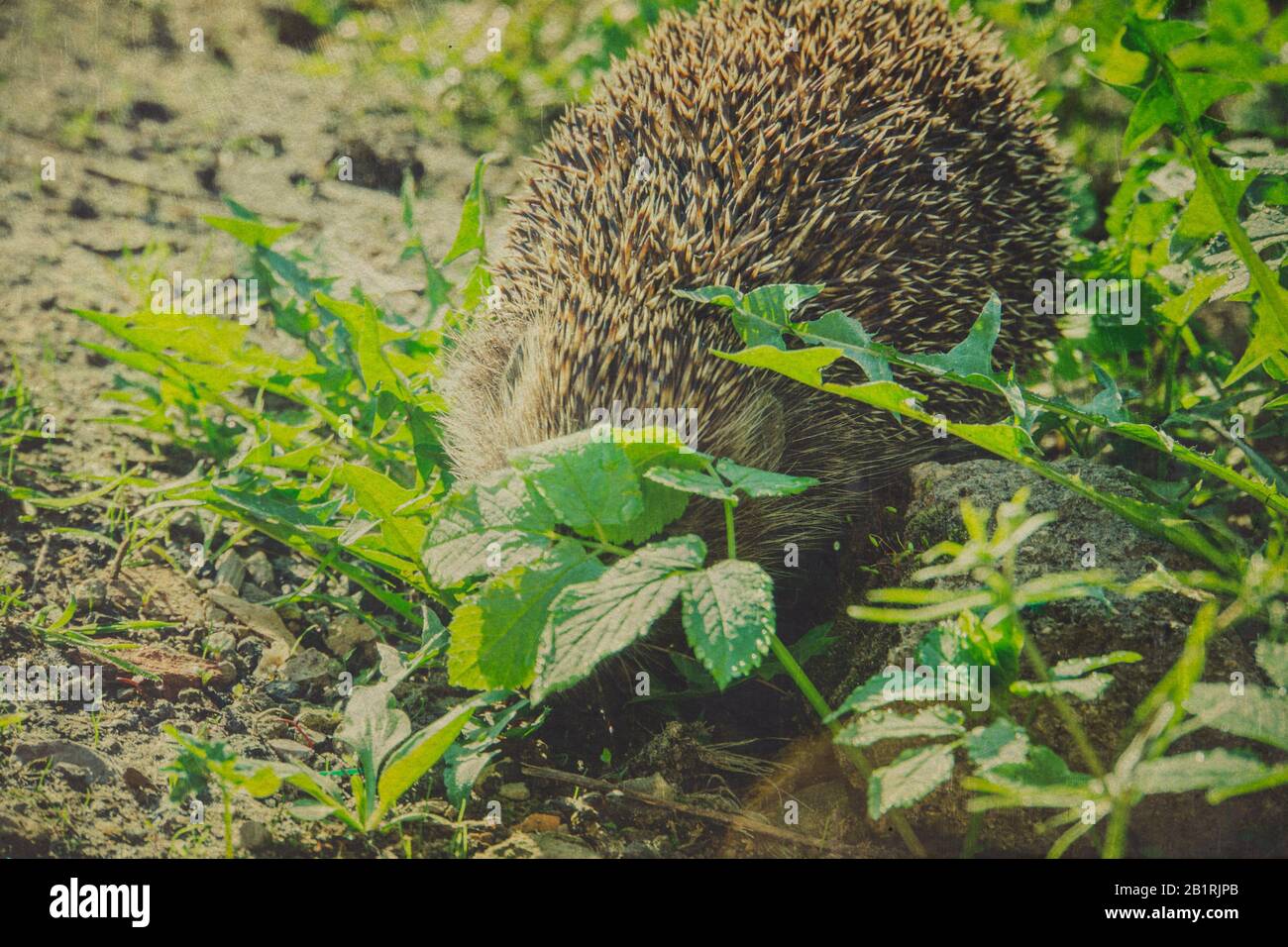 Cute big hedgehog on a walk in the garden, vintage textured background ...