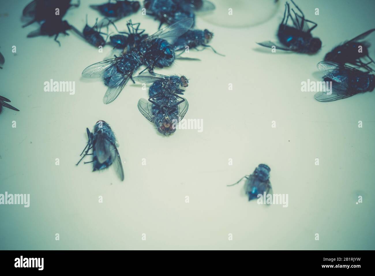 Group of dead, frozen flies close up background Stock Photo - Alamy