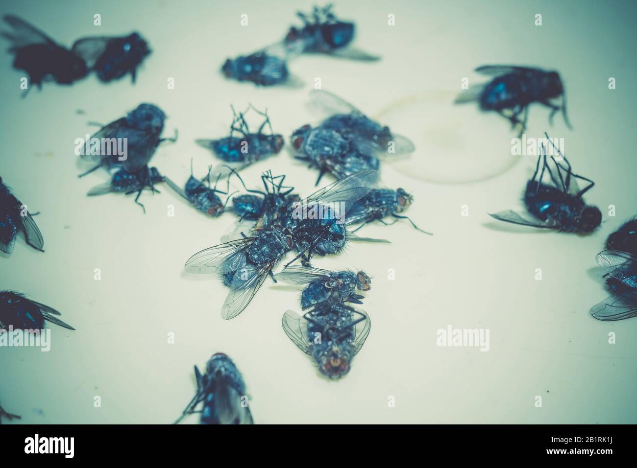 Group of dead, frozen flies close up background Stock Photo - Alamy