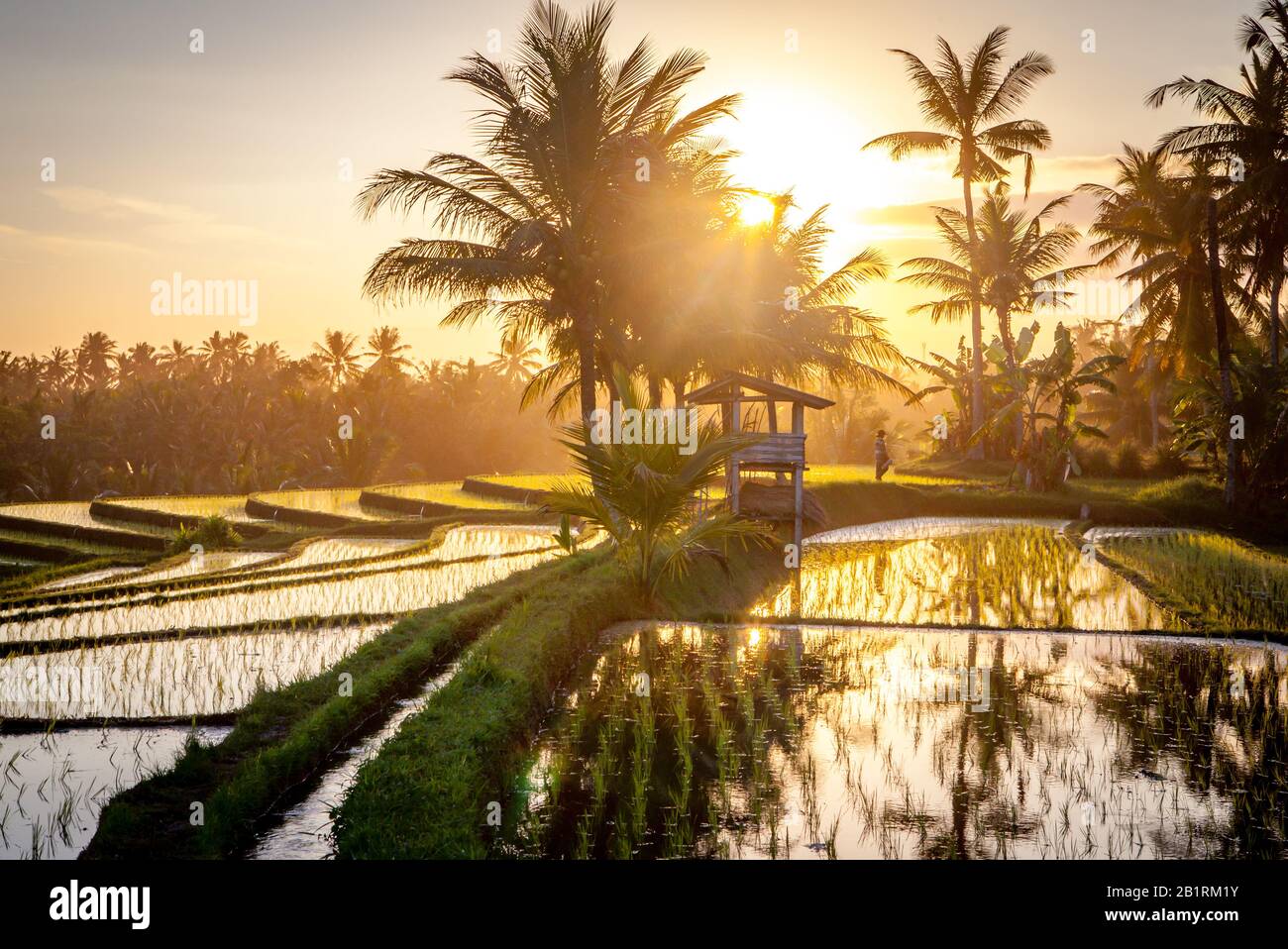 bali indonesia scenic rice terraces paddies Stock Photo - Alamy