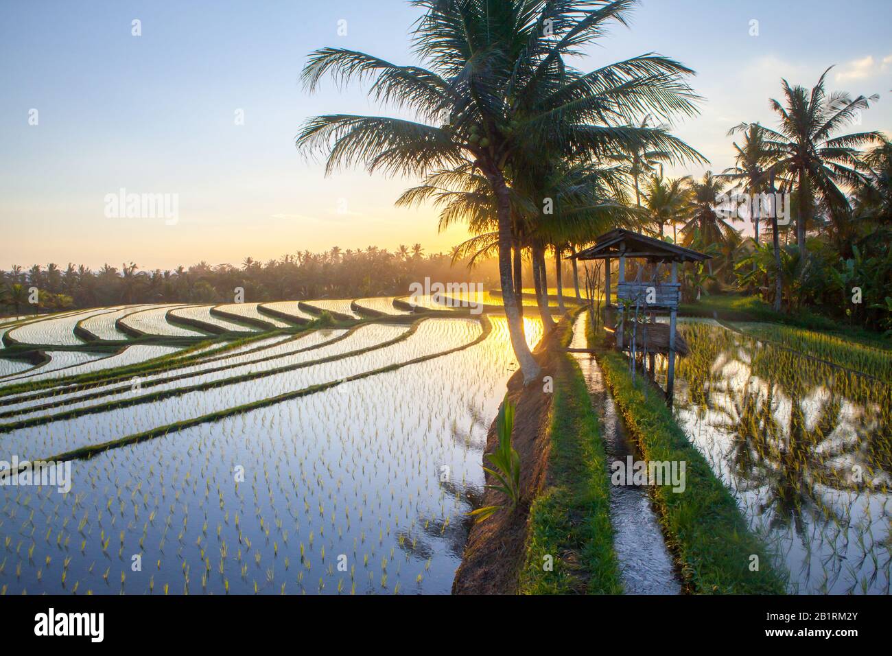 bali indonesia scenic rice terraces paddies Stock Photo - Alamy