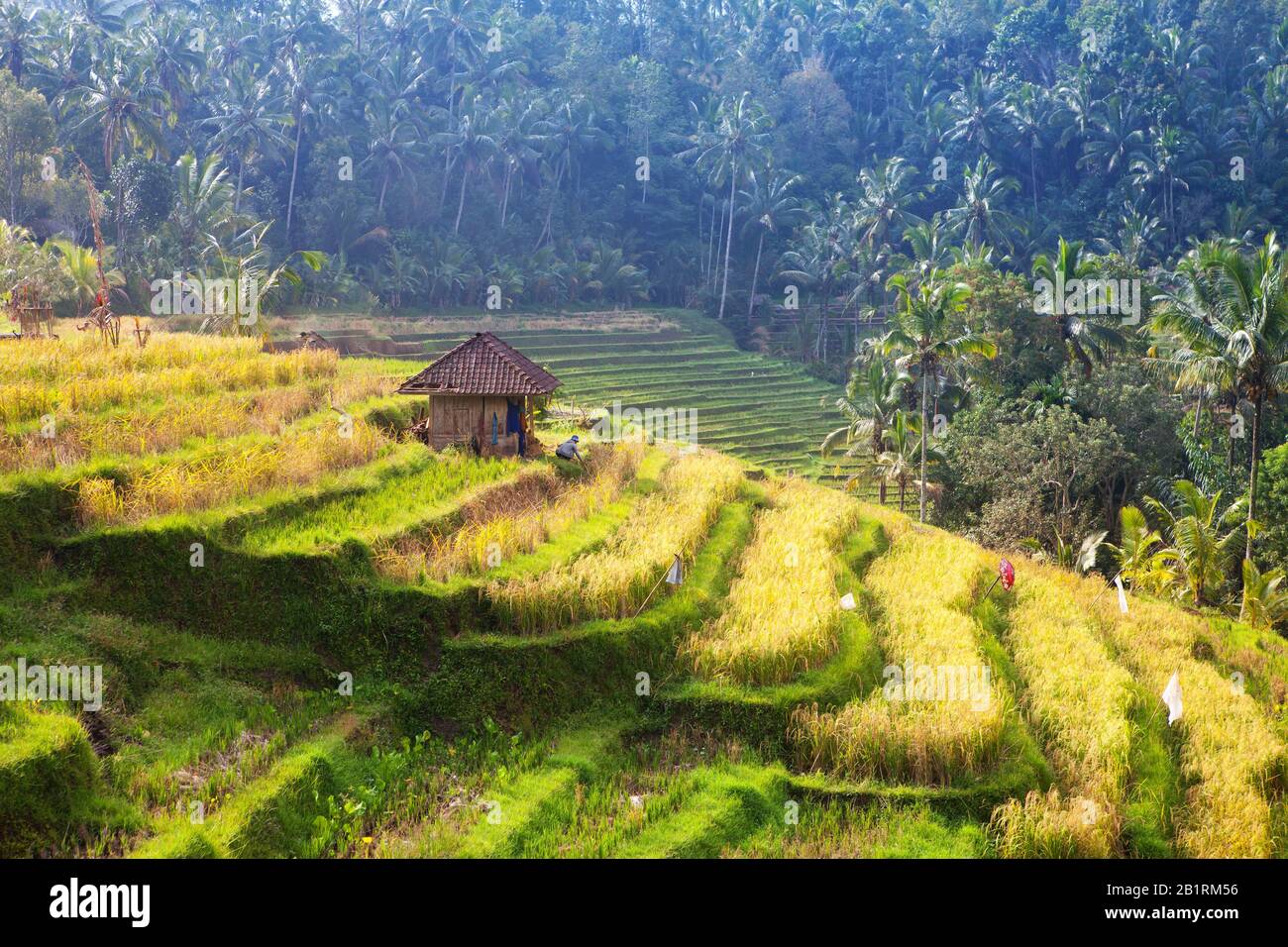 bali indonesia scenic rice terraces paddies Stock Photo - Alamy