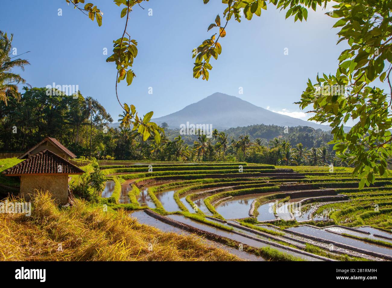 bali indonesia scenic rice terraces paddies Stock Photo - Alamy