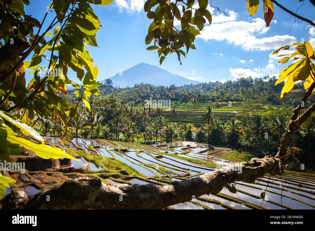 bali indonesia scenic rice terraces paddies Stock Photo - Alamy