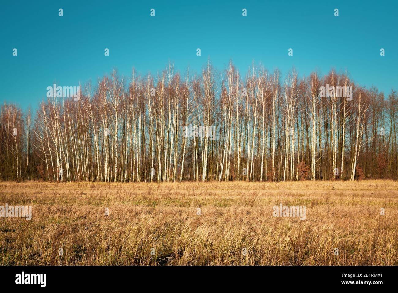 Birch tree without leaves hi-res stock photography and images - Alamy