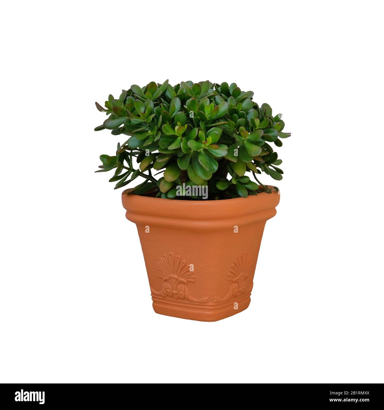 Outdoor clay pot with green succulent plant in landscape design ...